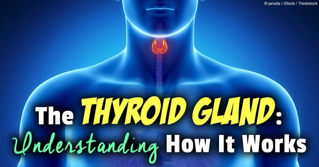 Protocoles de traitement pour l'hypothyroïdie et l'hyperthyroïdie ...