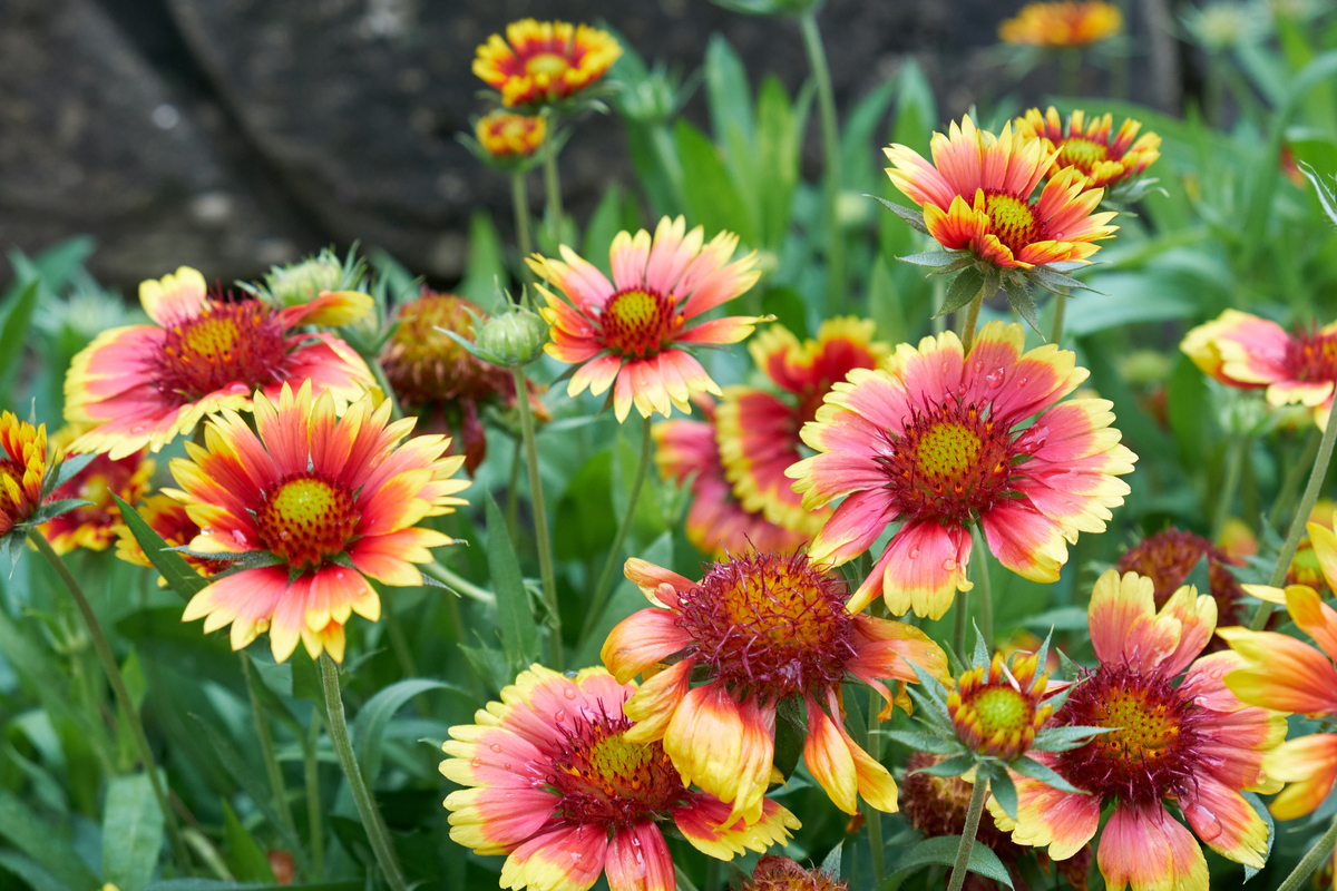 Fleur Ressemblant Au Marguerite